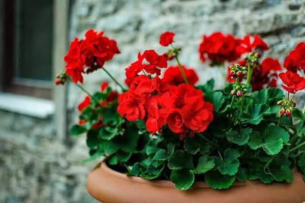 Muškatle - savršen izbor za terase i balkone