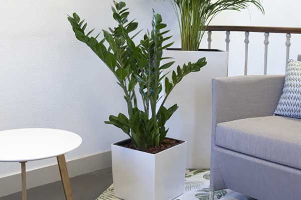 Zamija - Zamioculcas Zamiifolia